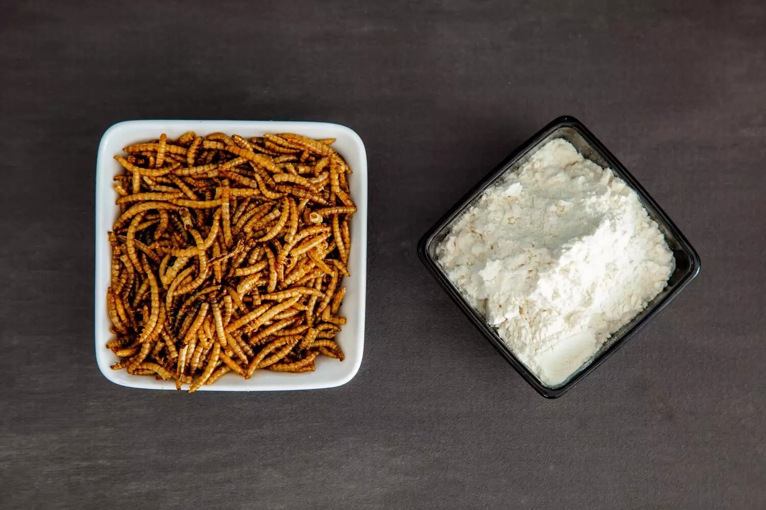 World’s Largest Insect Farm to Open in France