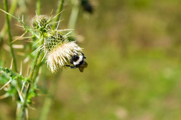 World's Largest Honey Bee Makes Rare Hallucinogenic Honey - Stuff's COOL